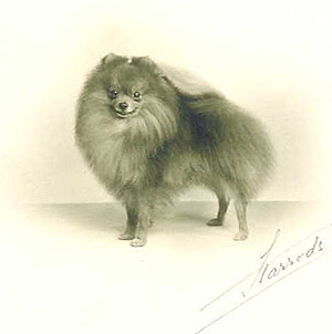 Rasen Pomeranian trimmades redan i början av 1900-talet | Sveriges ...