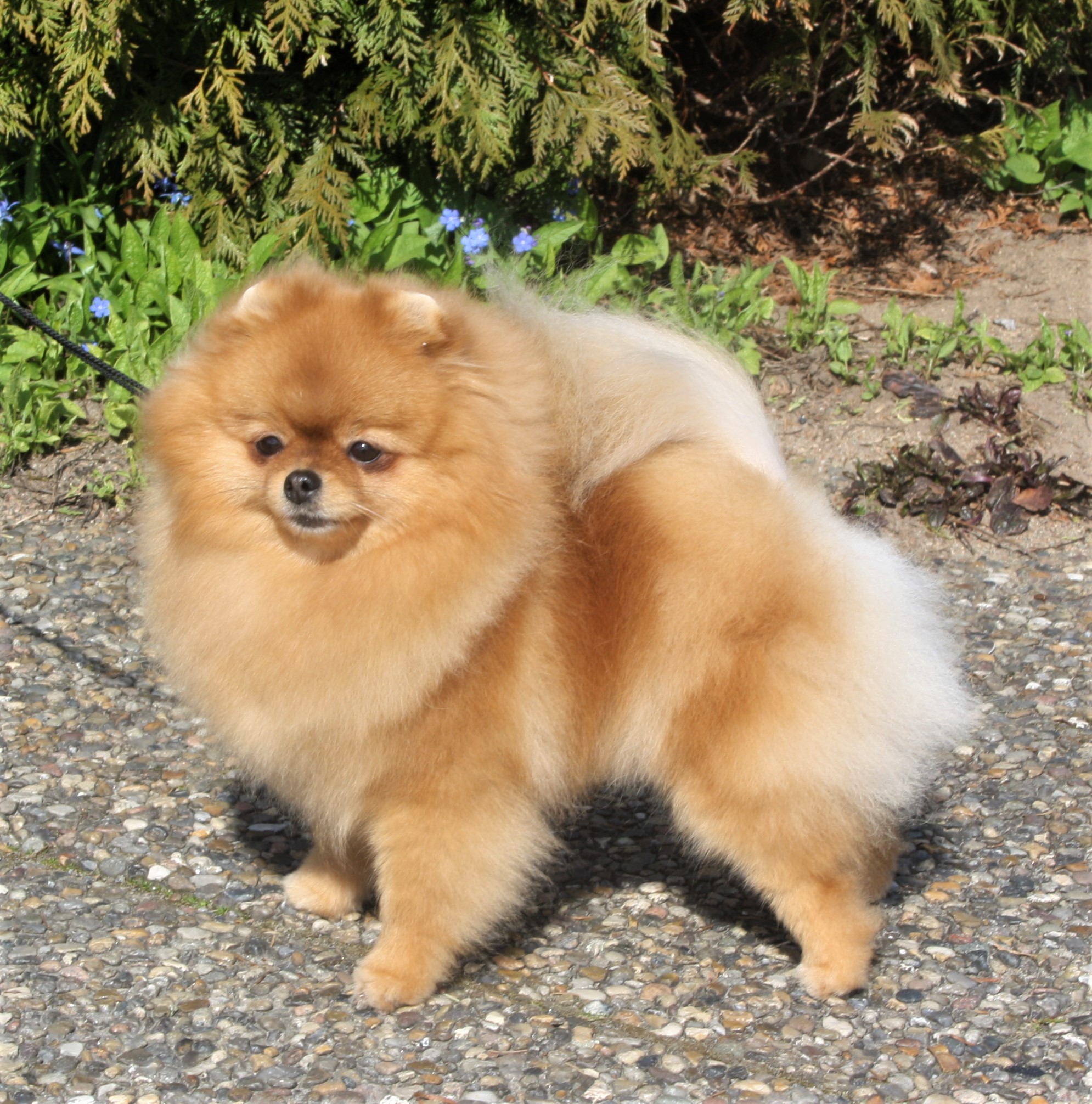 Lucy världens vackraste Pomeranian hund | Sveriges Sötaste hund
