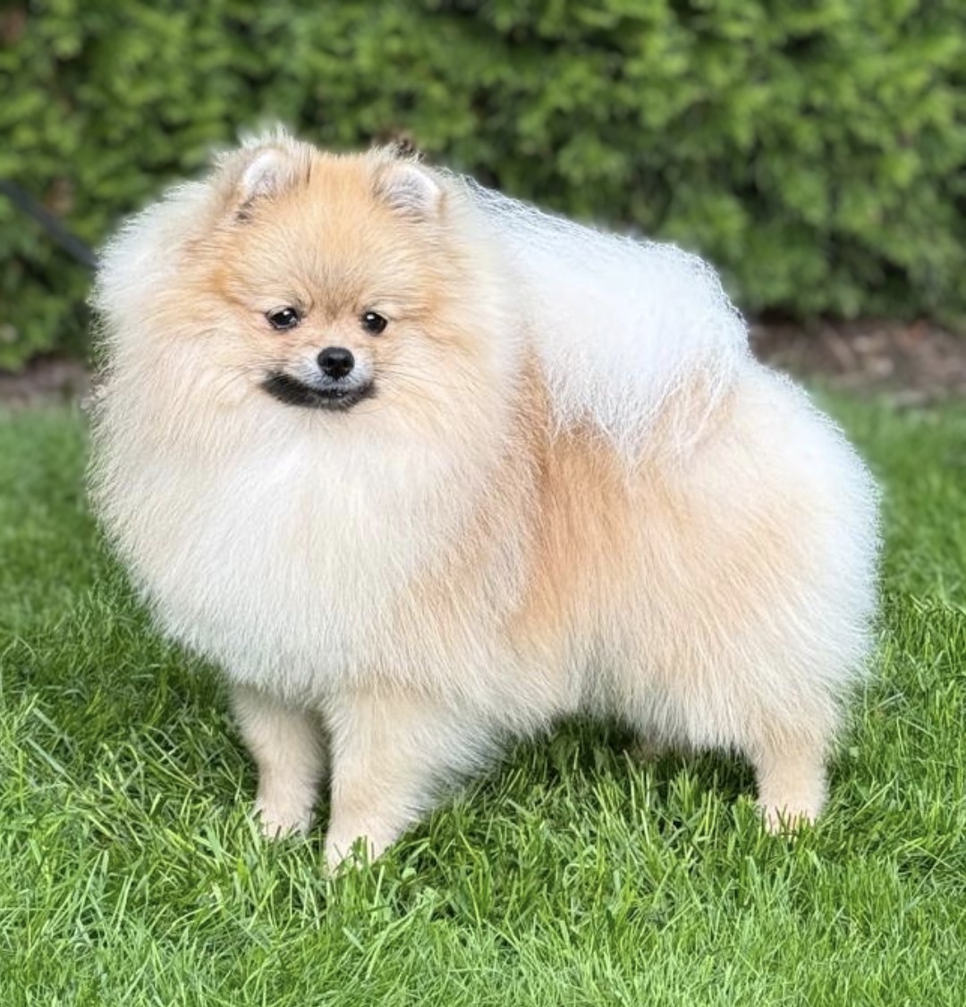 Creme färgad frisk Pomeranian hane till avel | Sveriges Sötaste hund