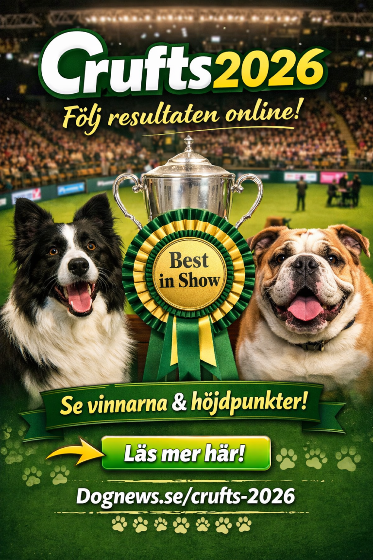Crufts resultat 2026 – följ vinnarna och Best in Show online här ...
